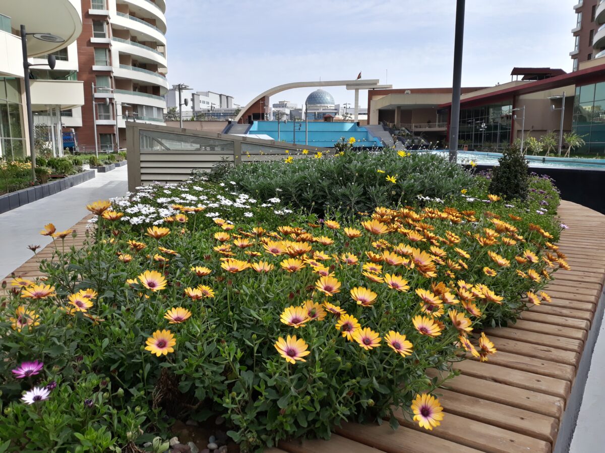 Park View Erbil – Prunus Landscape